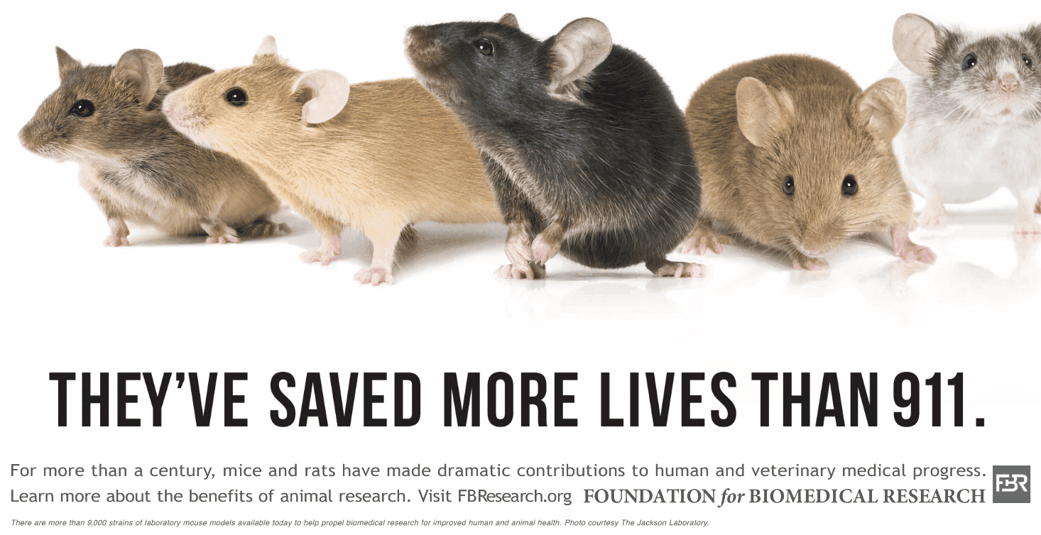 Animal Testing On Rats And Mice